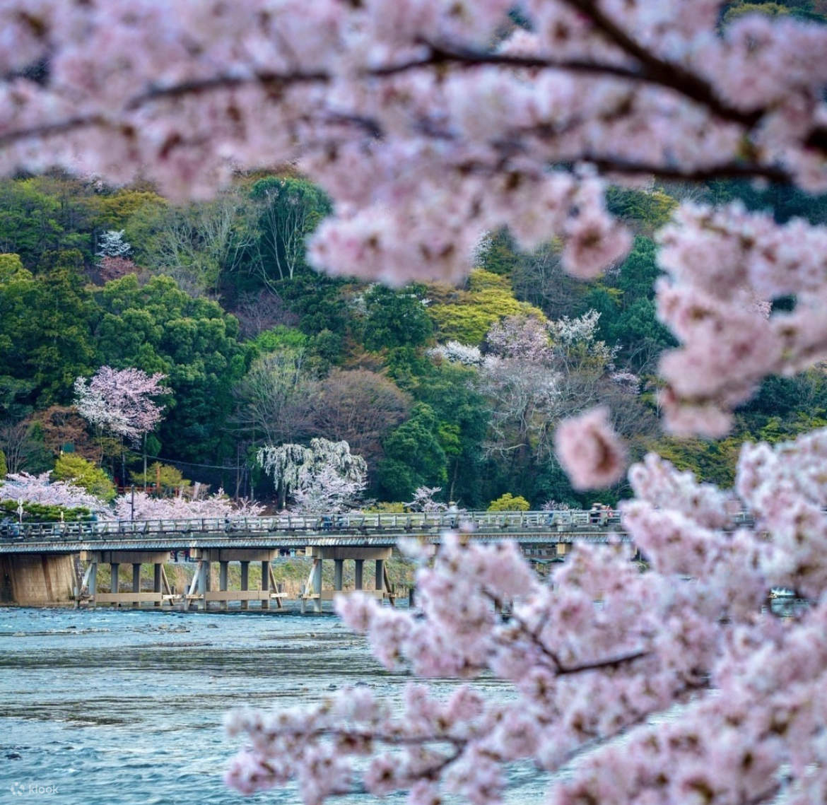 [Kyoto, Nara, Arashiyama Train Cherry Blossoms One Day Tour] Hotel pick-up available | Small ...